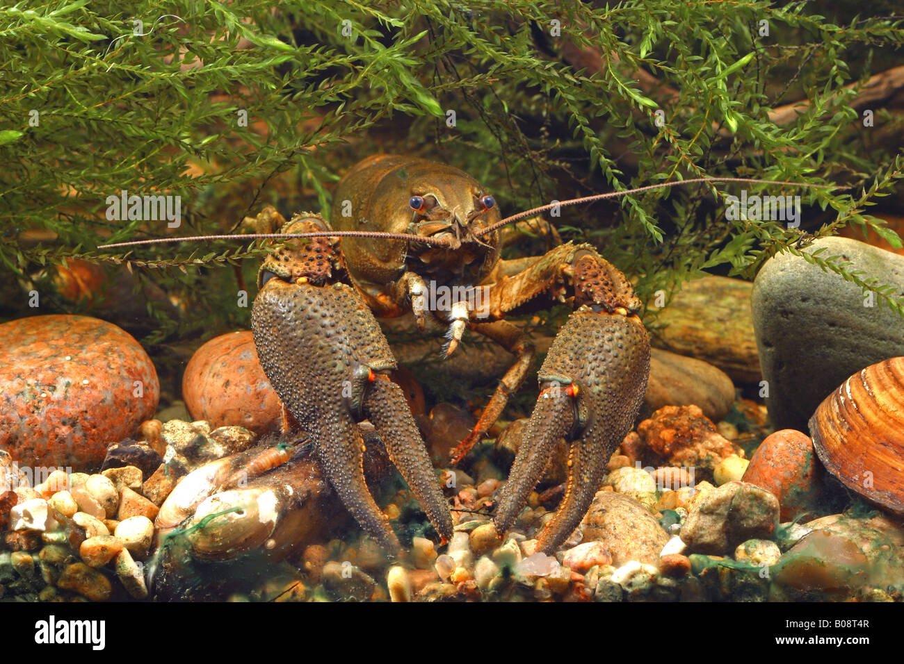 noble crayfish (Astacus astacus), with pebbles and waterweed Stock ...