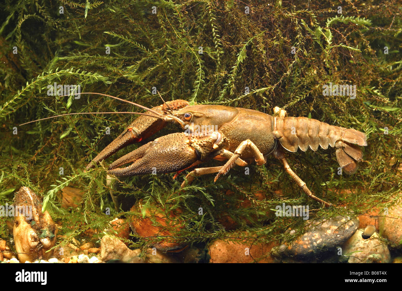 noble crayfish (Astacus astacus), with pebbles and waterweed Stock ...
