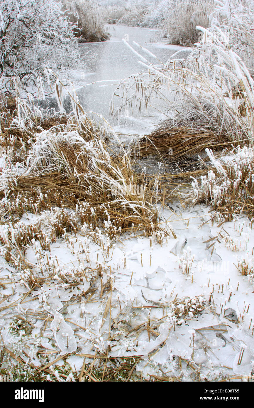 reed grass, common reed (Phragmites communis, Phragmites australis ...