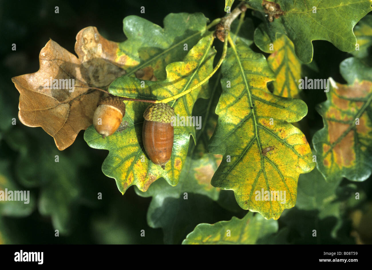 common oak, pedunculate oak, English oak (Quercus robur), mature fruits ...
