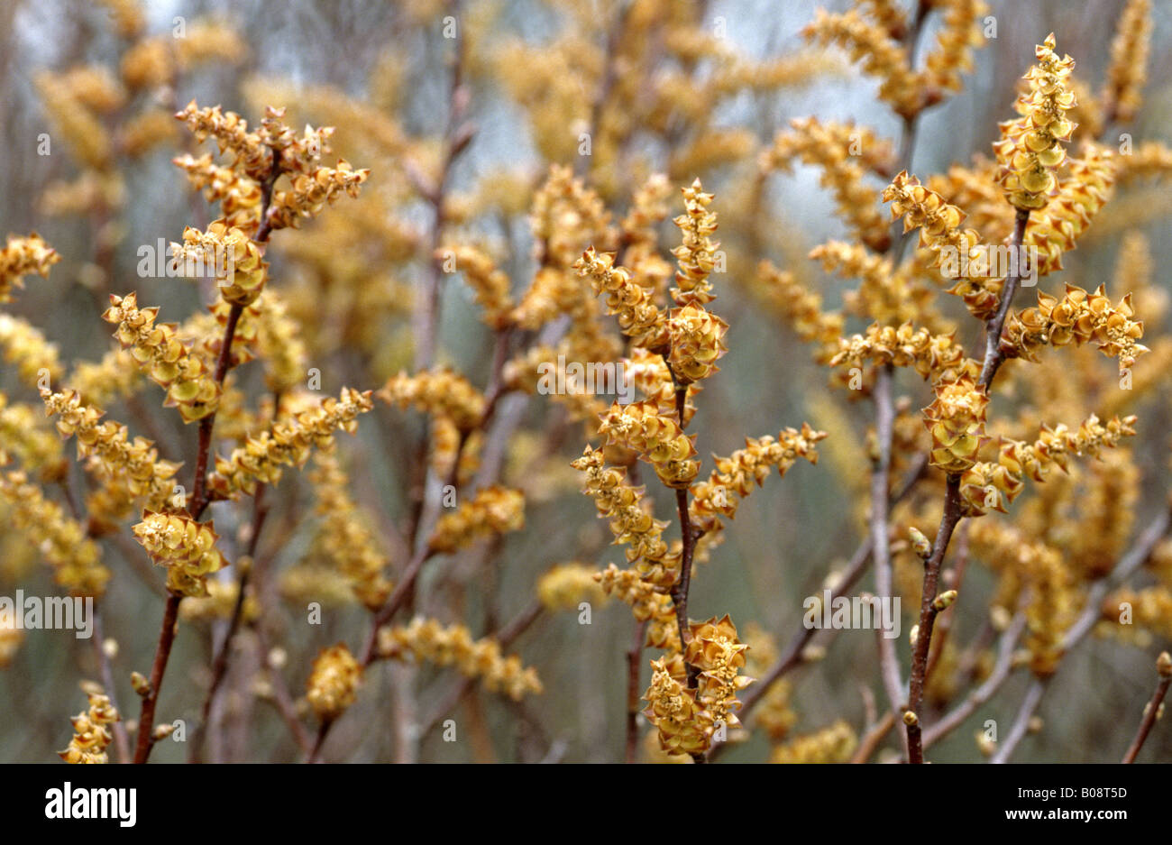 bog myrtle, sweet gale, sweet bayberry (Myrica gale), male ...