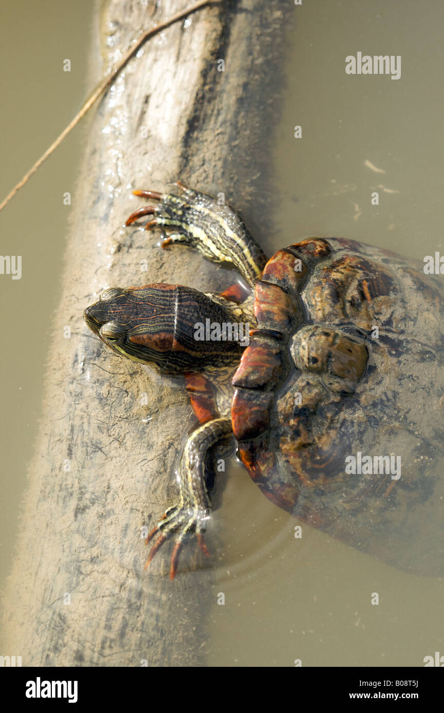 Turtle has a rest Stock Photo - Alamy