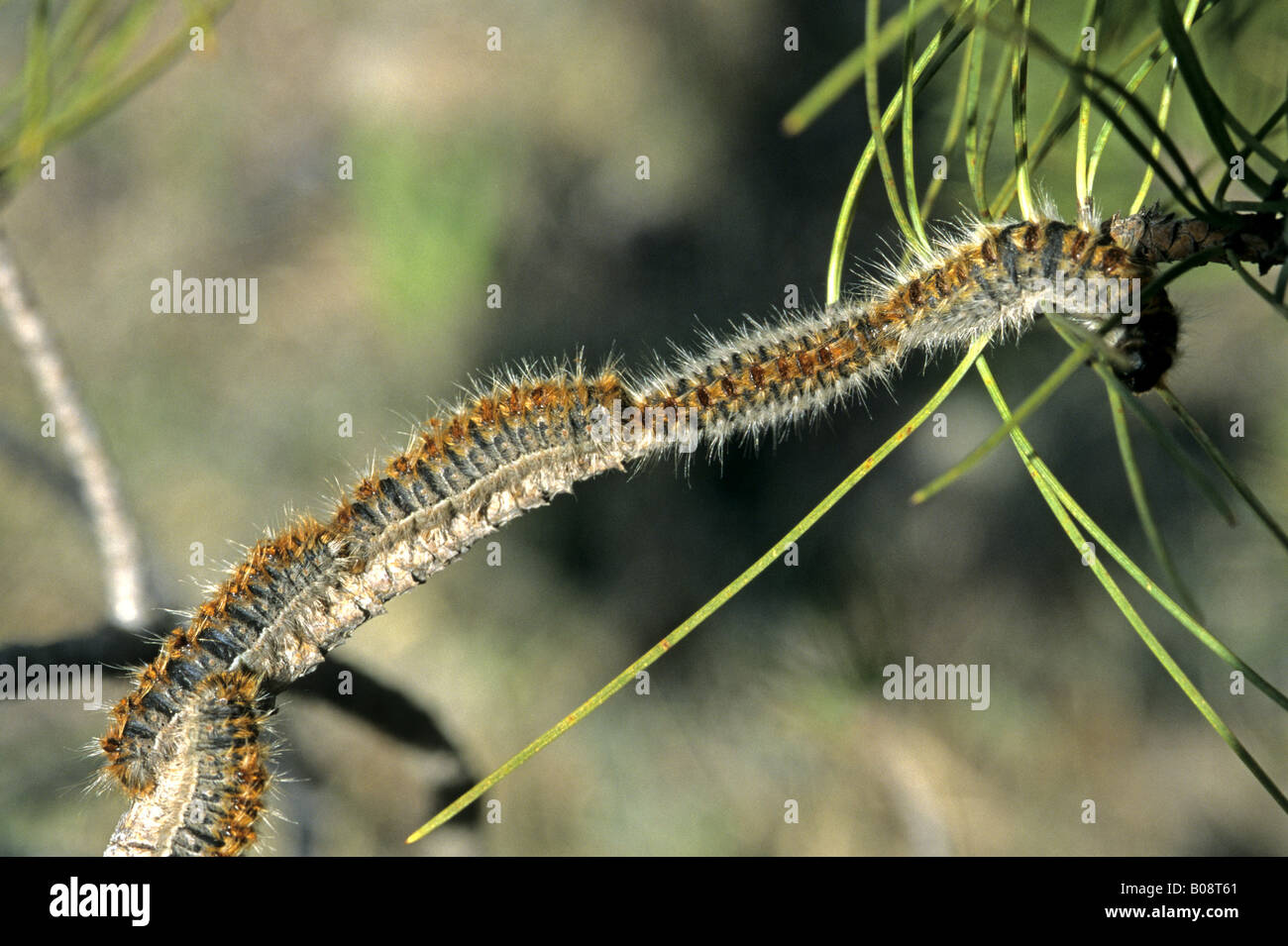 Larva pine processionary moth hi-res stock photography and images - Alamy