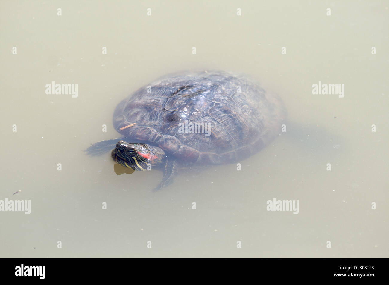 Turtle is swimming Stock Photo - Alamy