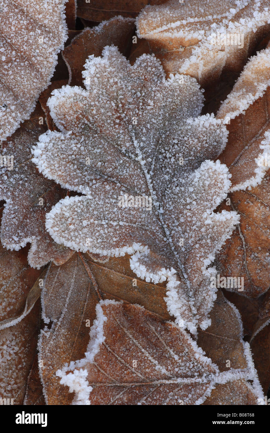 common oak, pedunculate oak, English oak (Quercus robur), oak leaf with ...