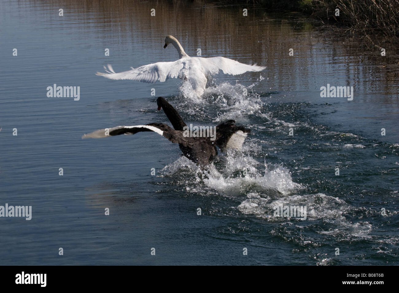 White Mute Swan being chased by an aggressive Black Swan Stock Photo ...