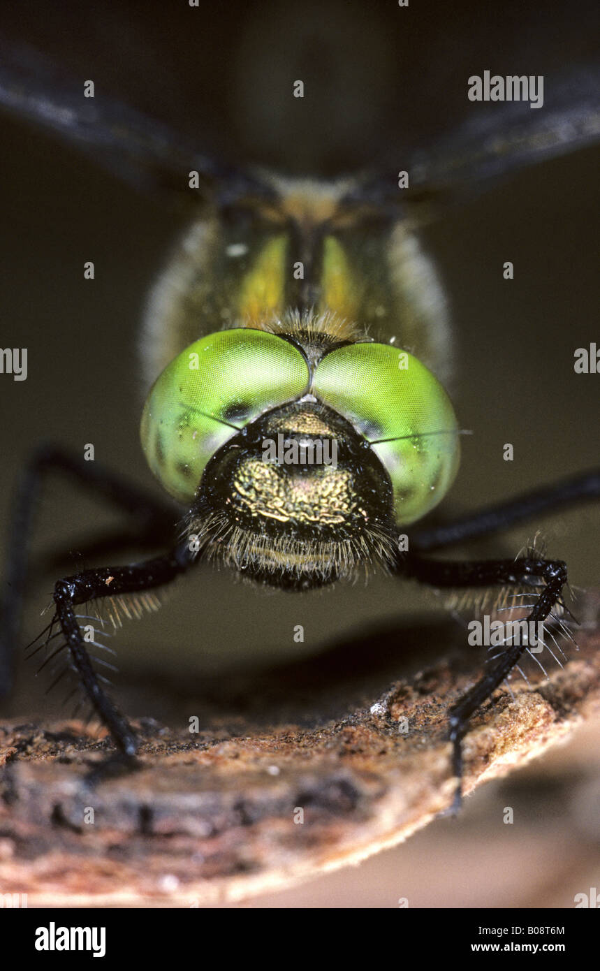 downy emerald (Cordulia aenea), portrait with green compound eyes Stock ...
