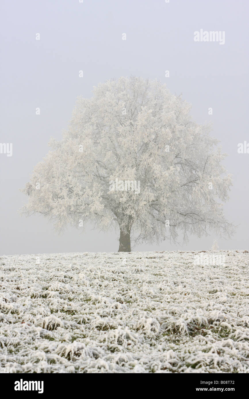 small-leaved lime, littleleaf linden, little-leaf linden (Tilia cordata ...