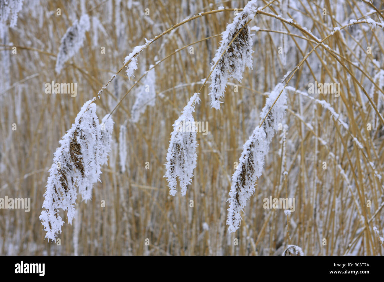 reed grass, common reed (Phragmites communis, Phragmites australis ...