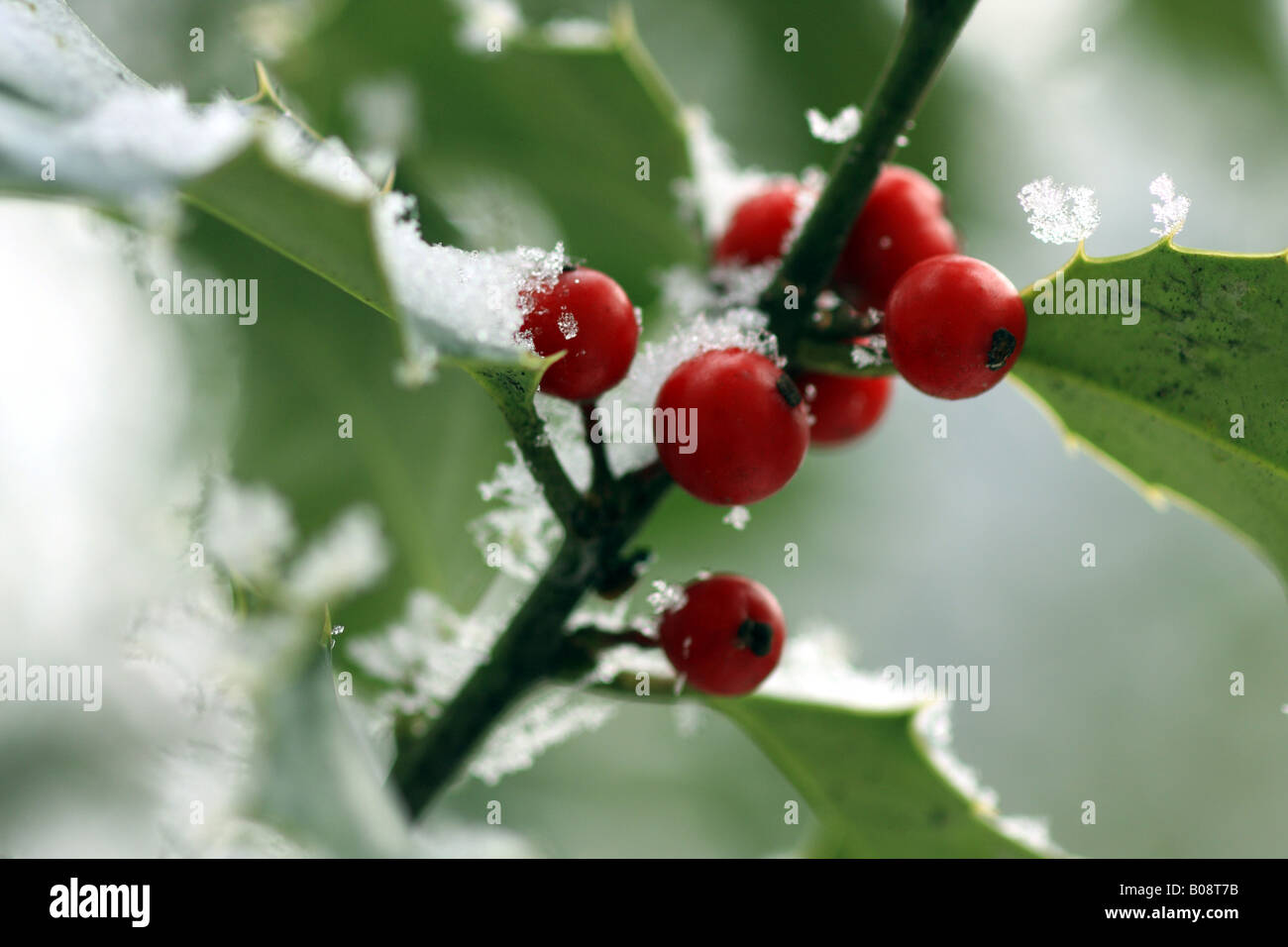 common holly, English holly (Ilex aquifolium), red berries with hoar ...