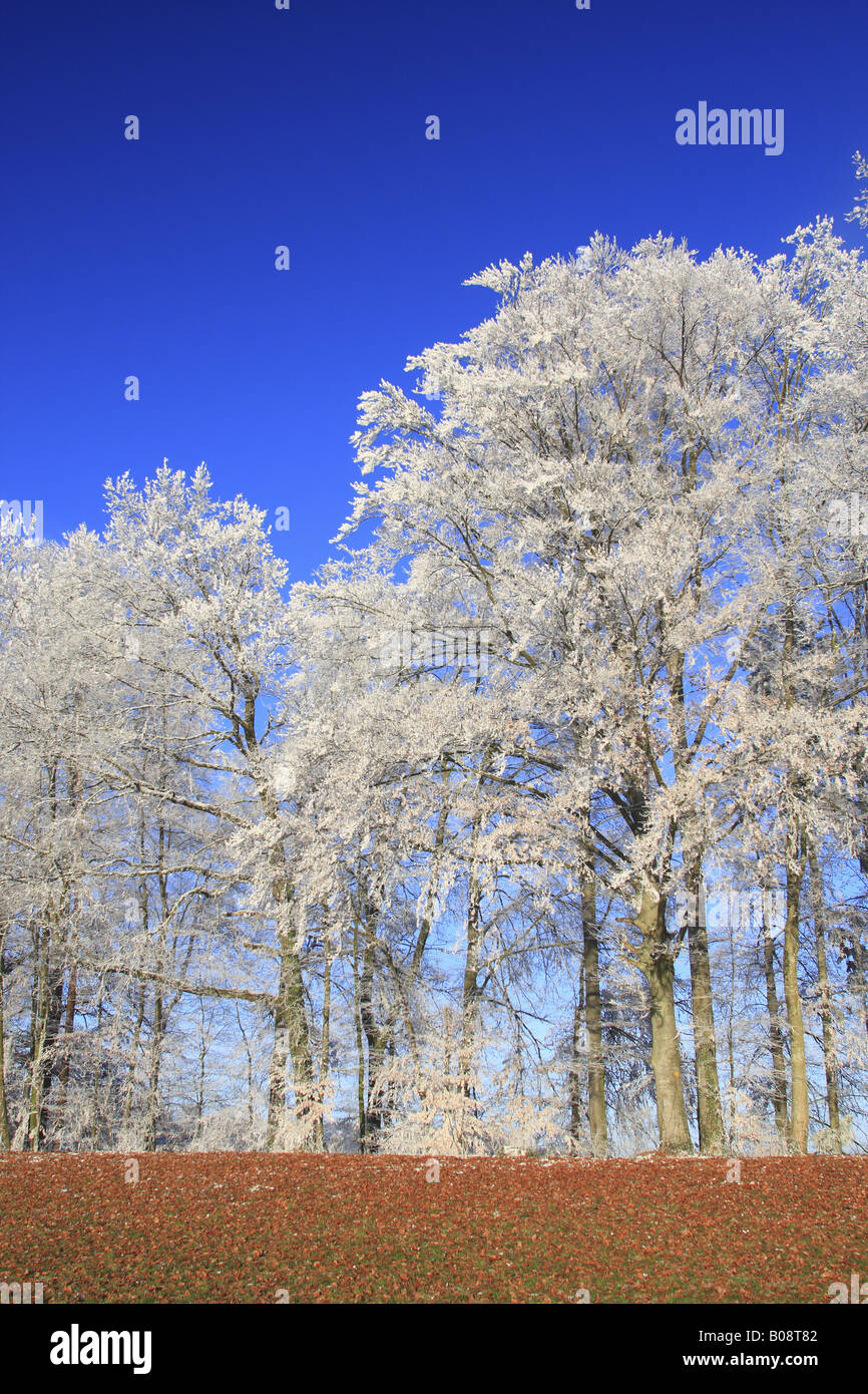 Vertical colour hoar frost hi-res stock photography and images - Alamy