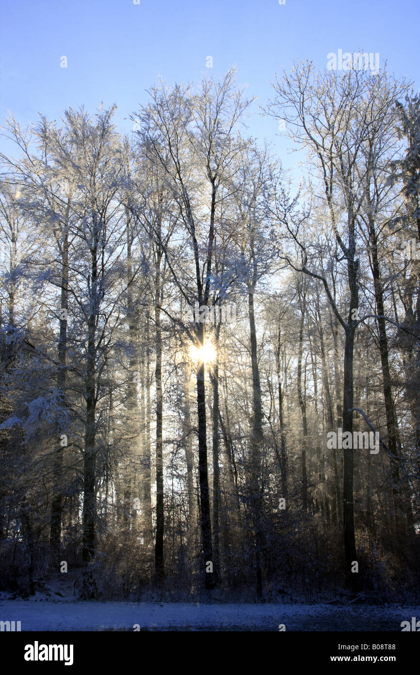tree trunks with hoar frost and mist in winter, Switzerland Stock Photo ...