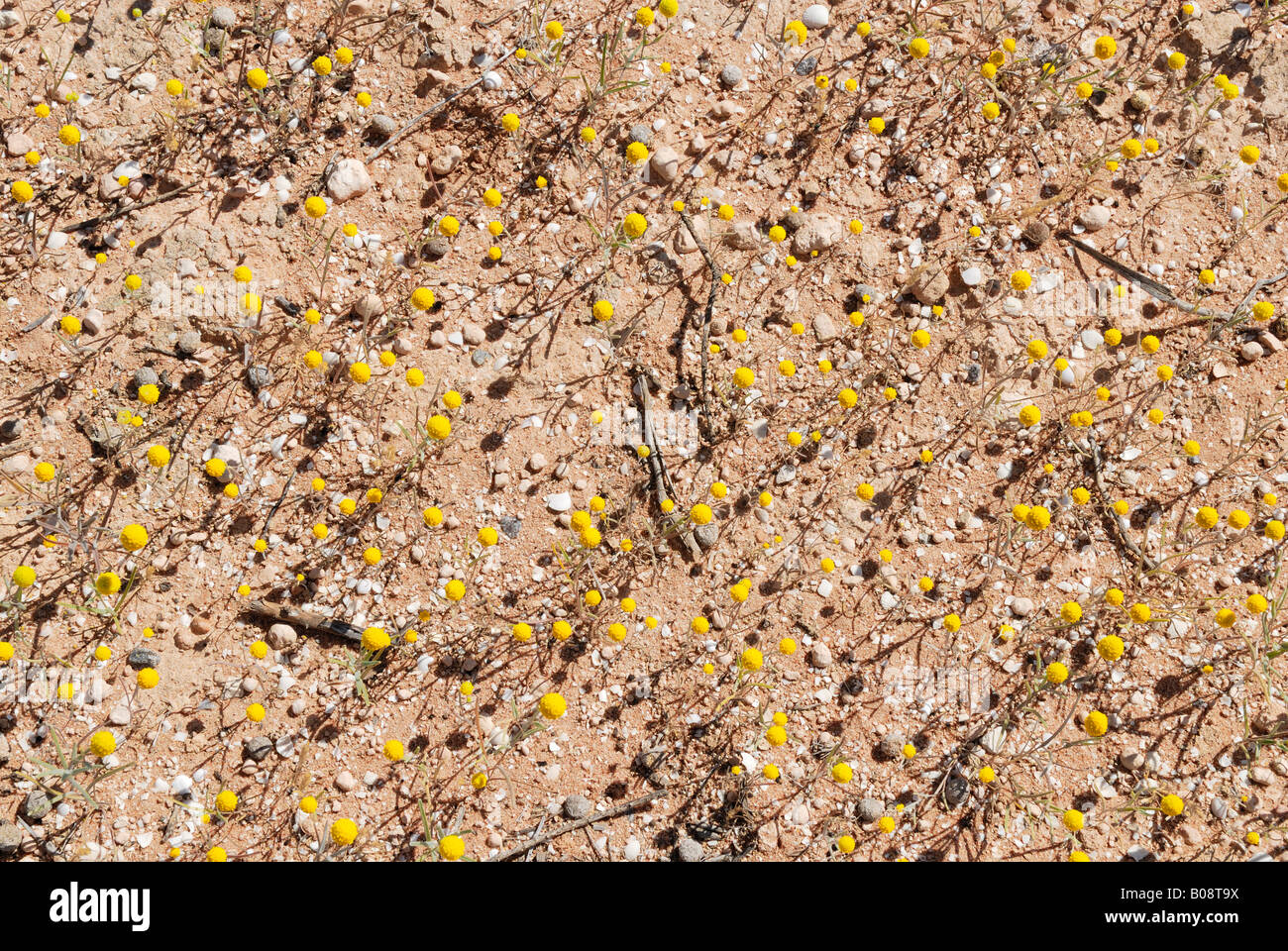 Billy buttons hi-res stock photography and images - Alamy