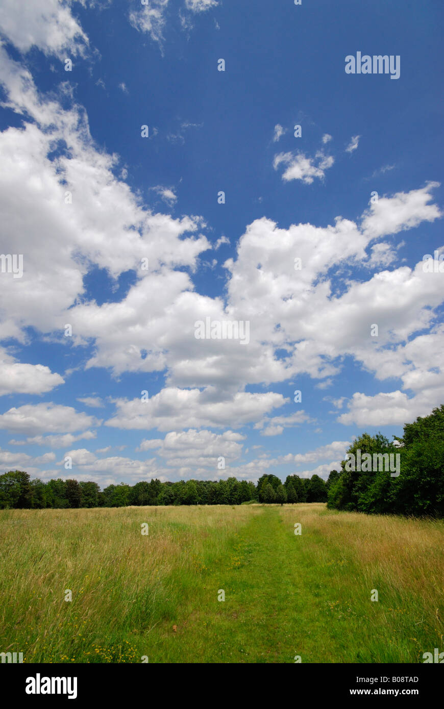 Path through a meadow Stock Photo - Alamy