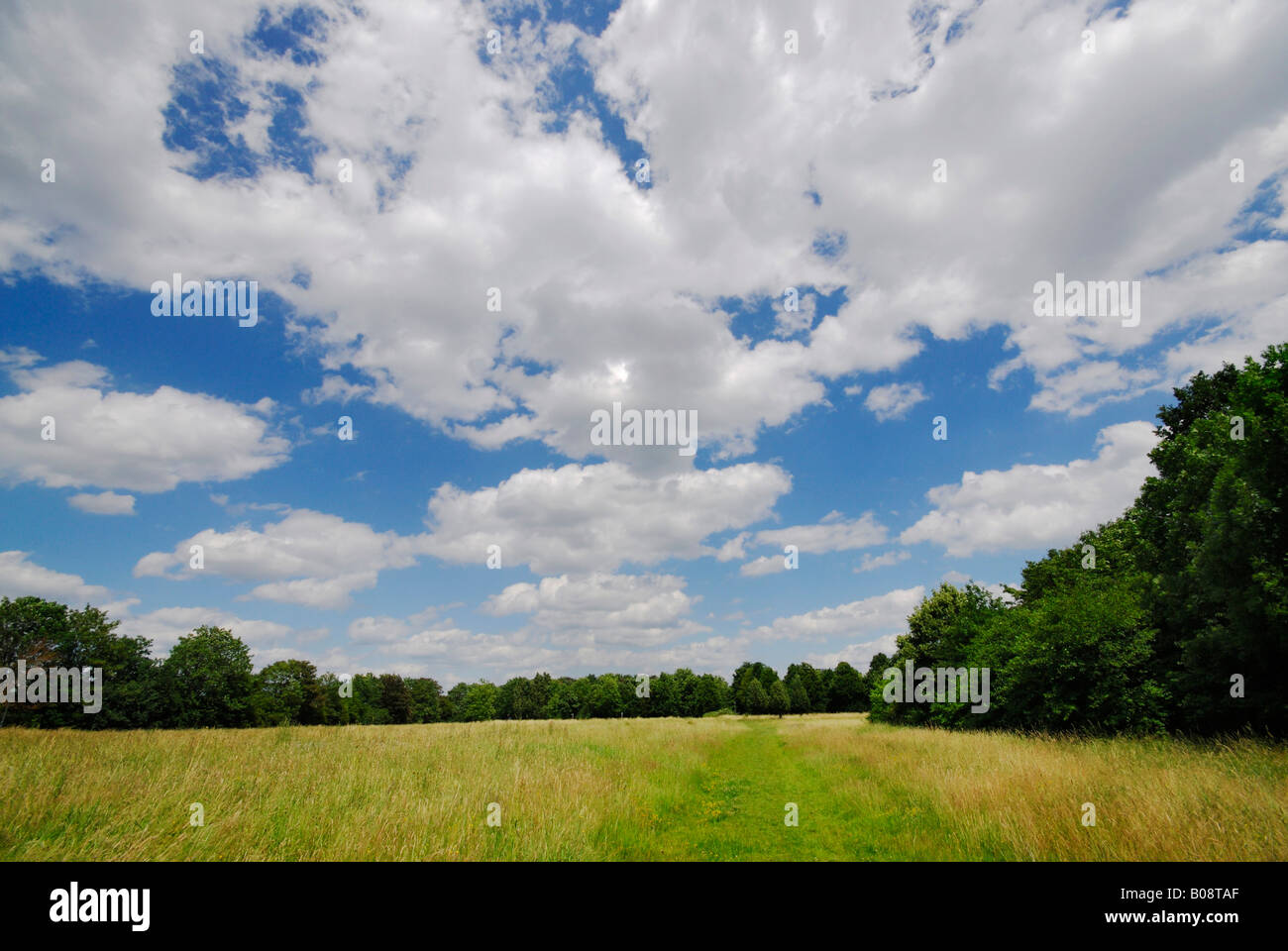 Path through a meadow Stock Photo - Alamy