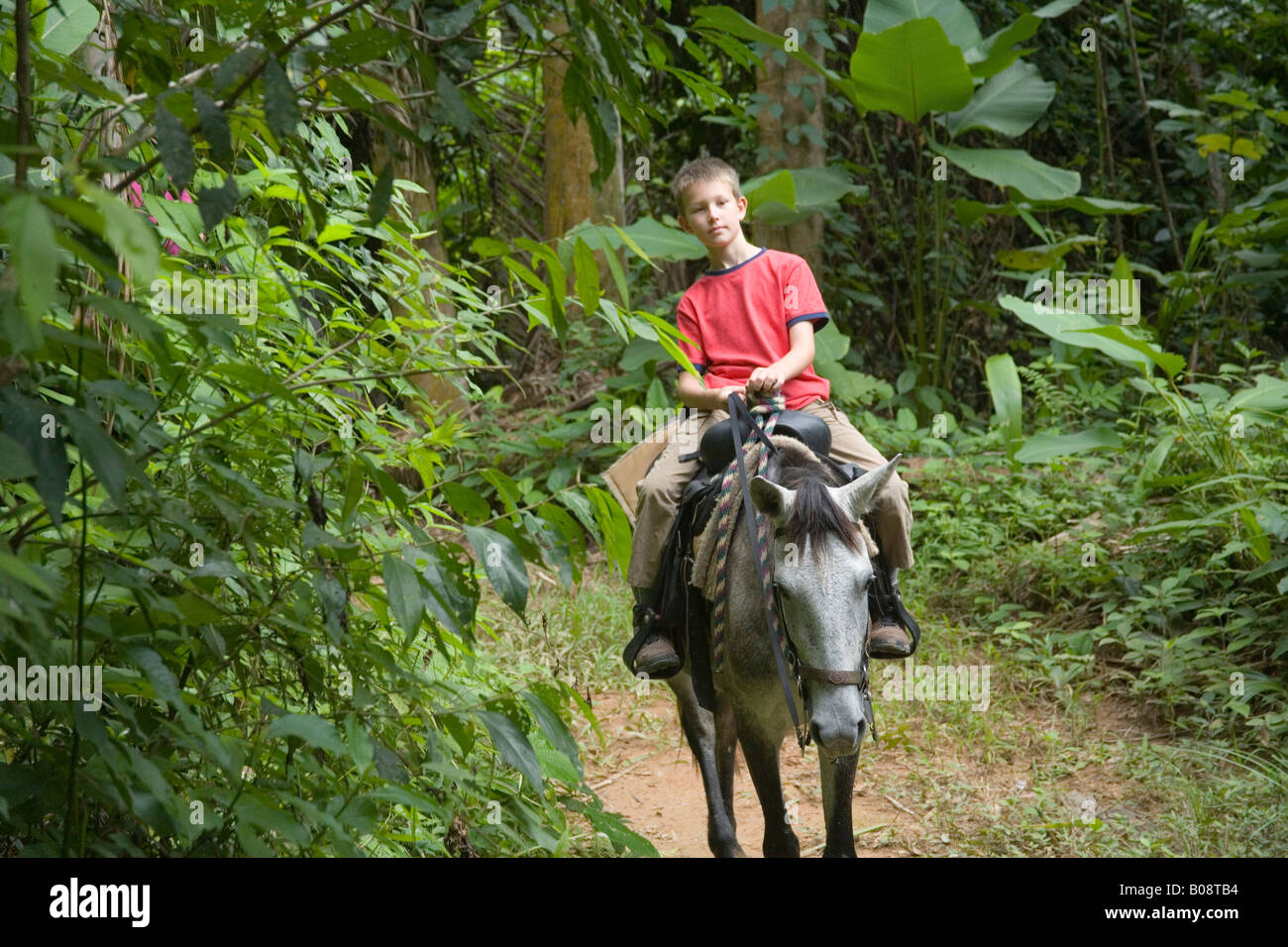 horseback ride through jungle, Stann Creek District, Belize, Central ...