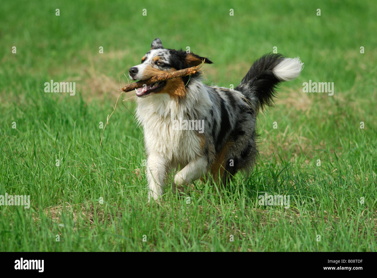 Border Collie fetching a stick Stock Photo - Alamy