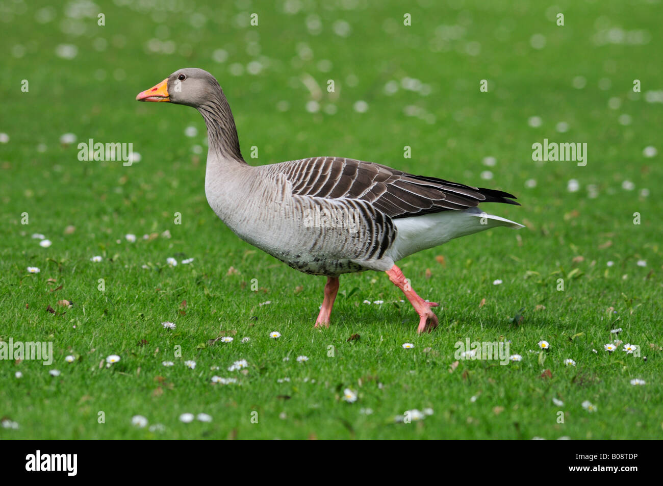Side profile of a goose hi-res stock photography and images - Alamy