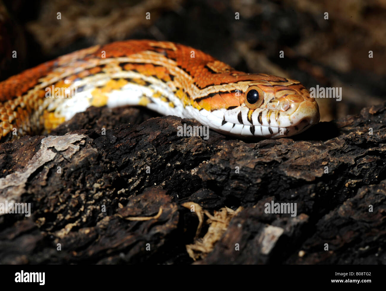 Corn Snake (Elaphe guttata guttata Stock Photo - Alamy