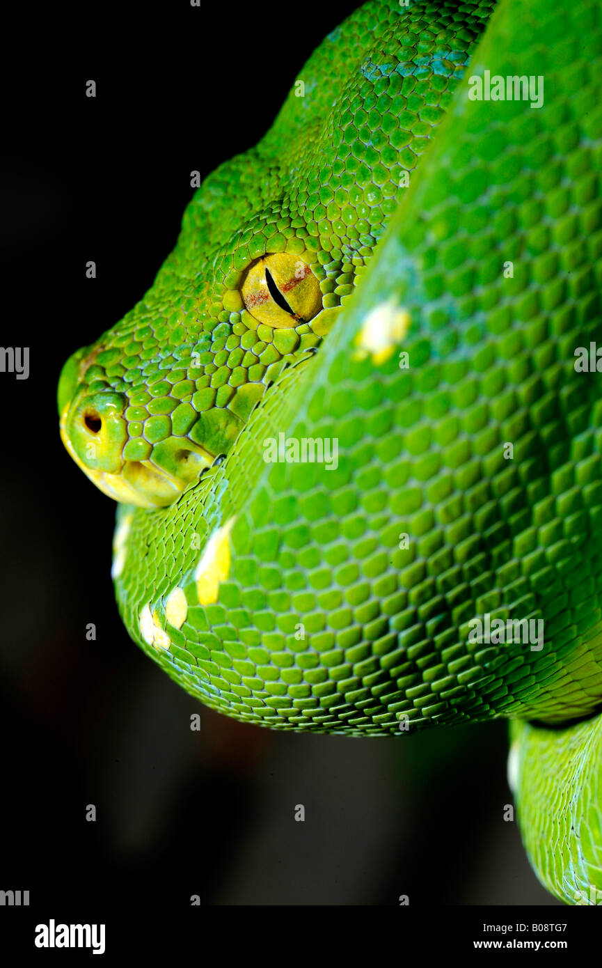 Green Tree Python (Chondropython viridis or Morelia viridis), Papua New ...