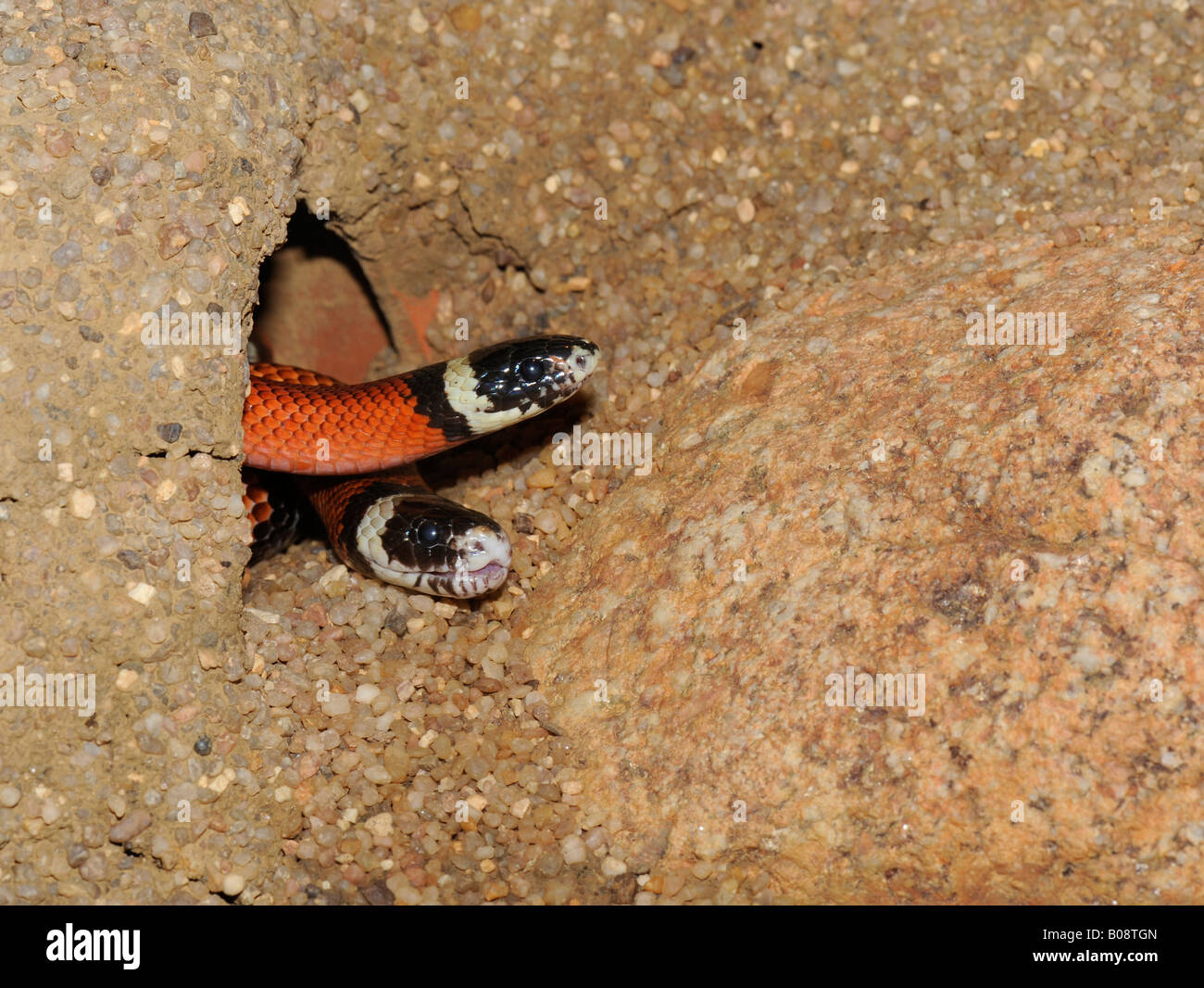 Lampropeltis elapsoides hi-res stock photography and images - Alamy
