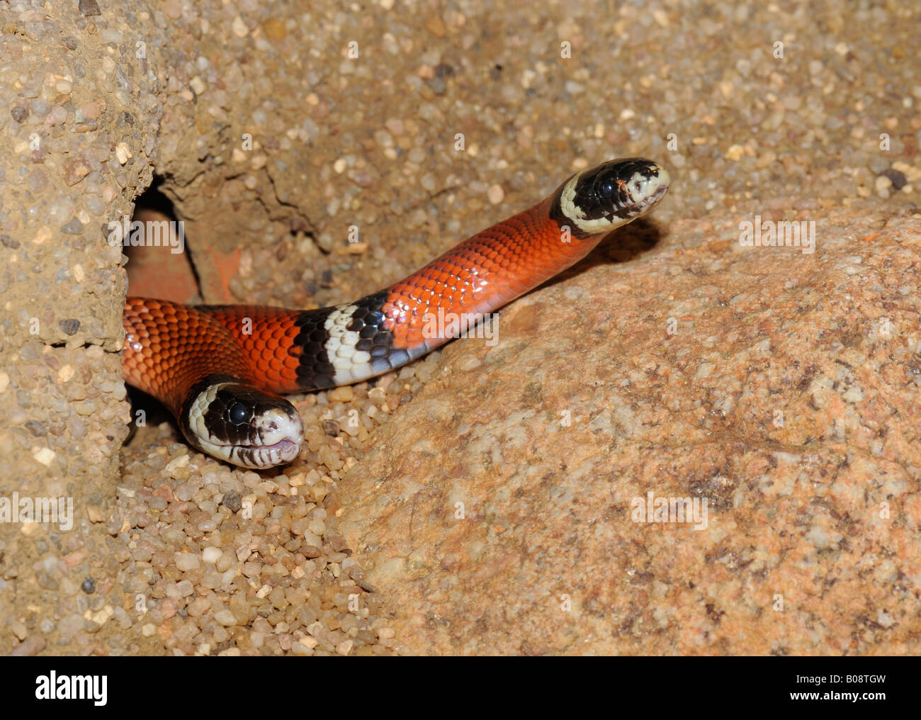 Scarlet Kingsnake (Lampropeltis triangulum elapsoides), Mexico Stock ...