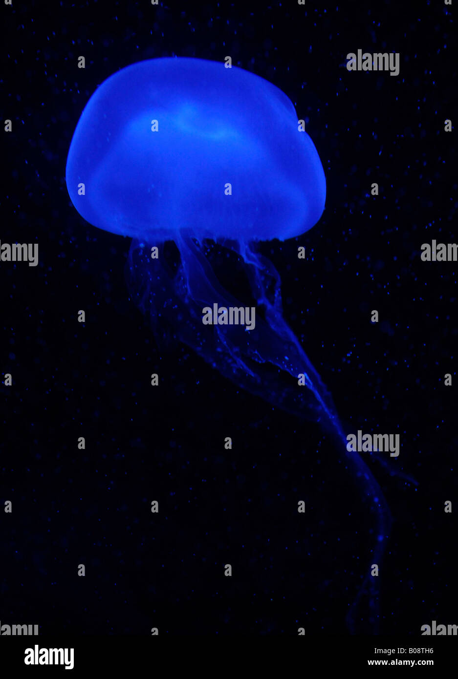 Scyphozoa hi-res stock photography and images - Alamy