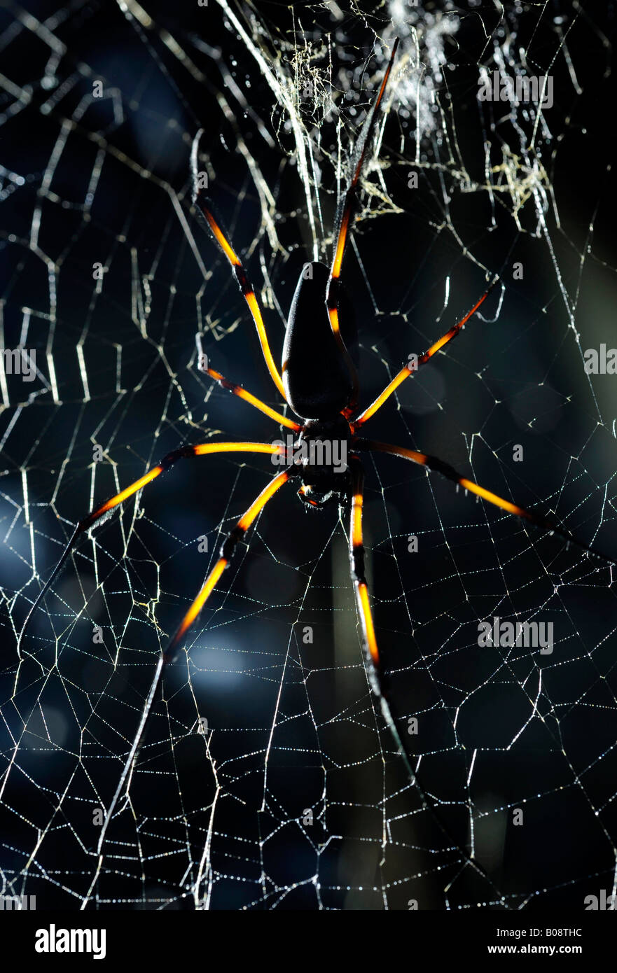 Golden silk orb weaver spider hi-res stock photography and images - Alamy