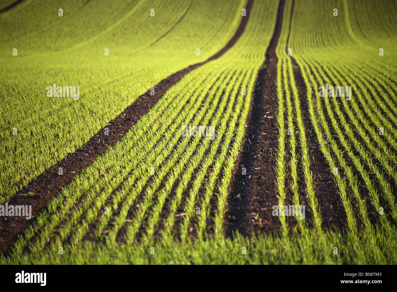 field with germinating grain in spring Stock Photo - Alamy