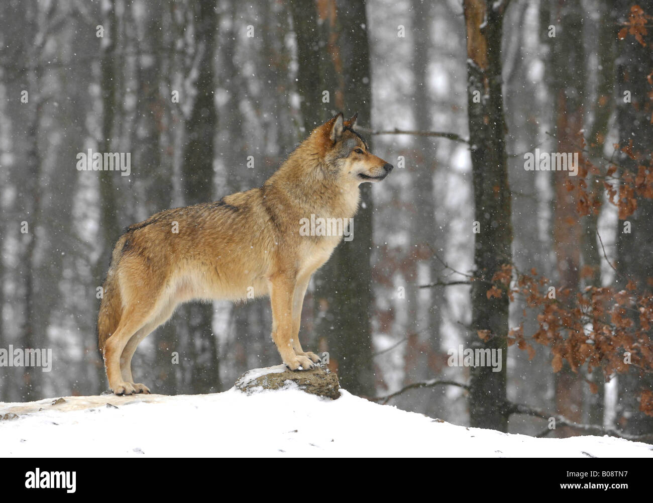 Rocky mountain wolf hi-res stock photography and images - Alamy