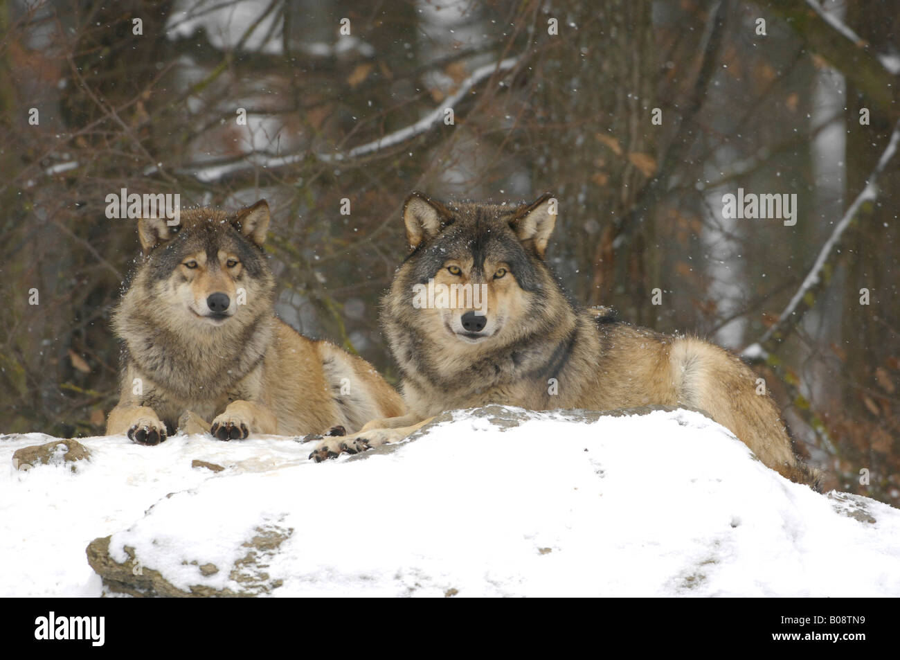 Two Mackenzie Valley Wolves, Rocky Mountain Wolves, Alaskan - or ...