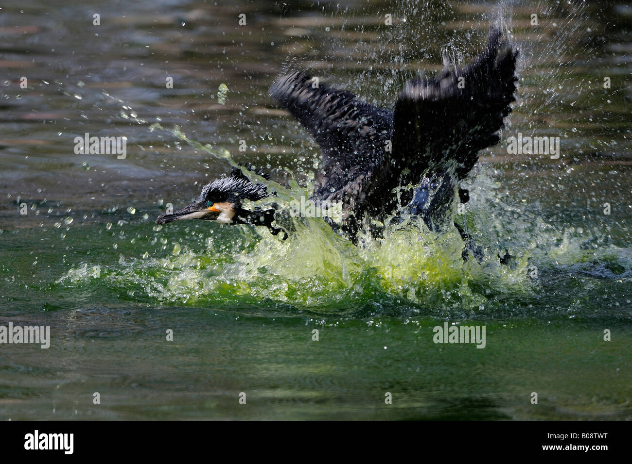Cormorant take off splash hi-res stock photography and images - Alamy