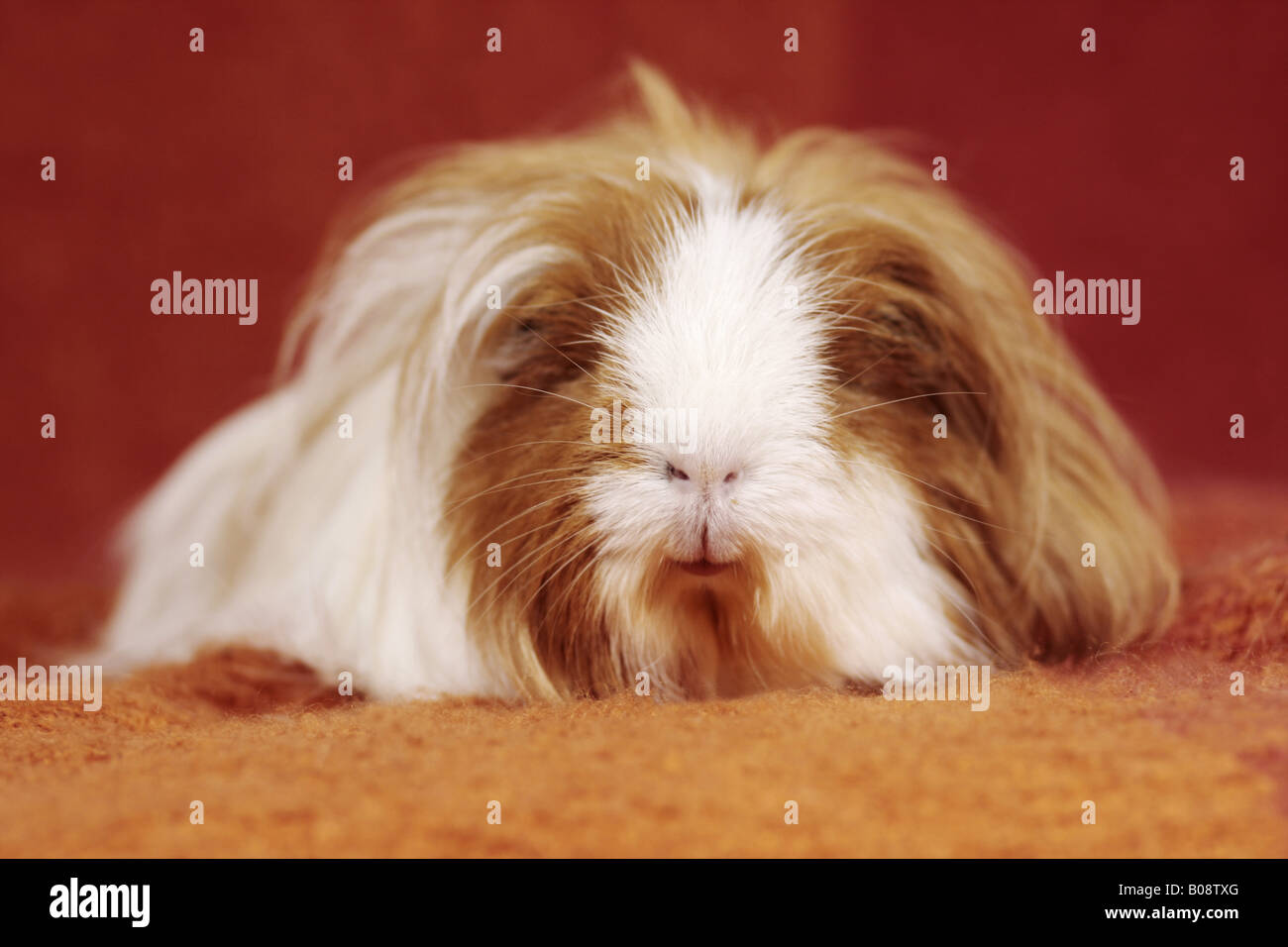 Guinea pig cavia spec hi-res stock photography and images - Alamy