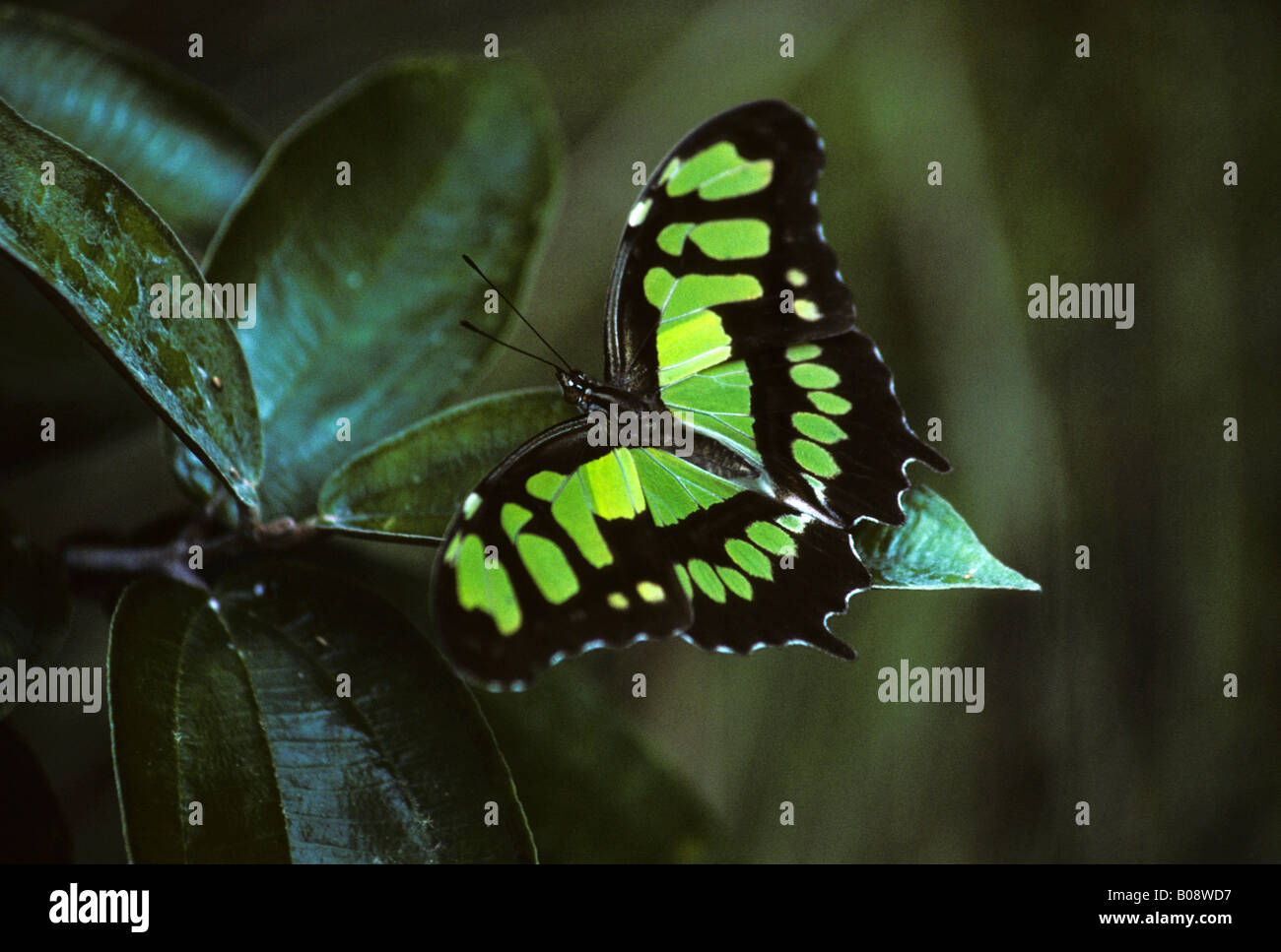 Malachite Butterfly (Siproeta stelenes), Costa Rica, Central America ...