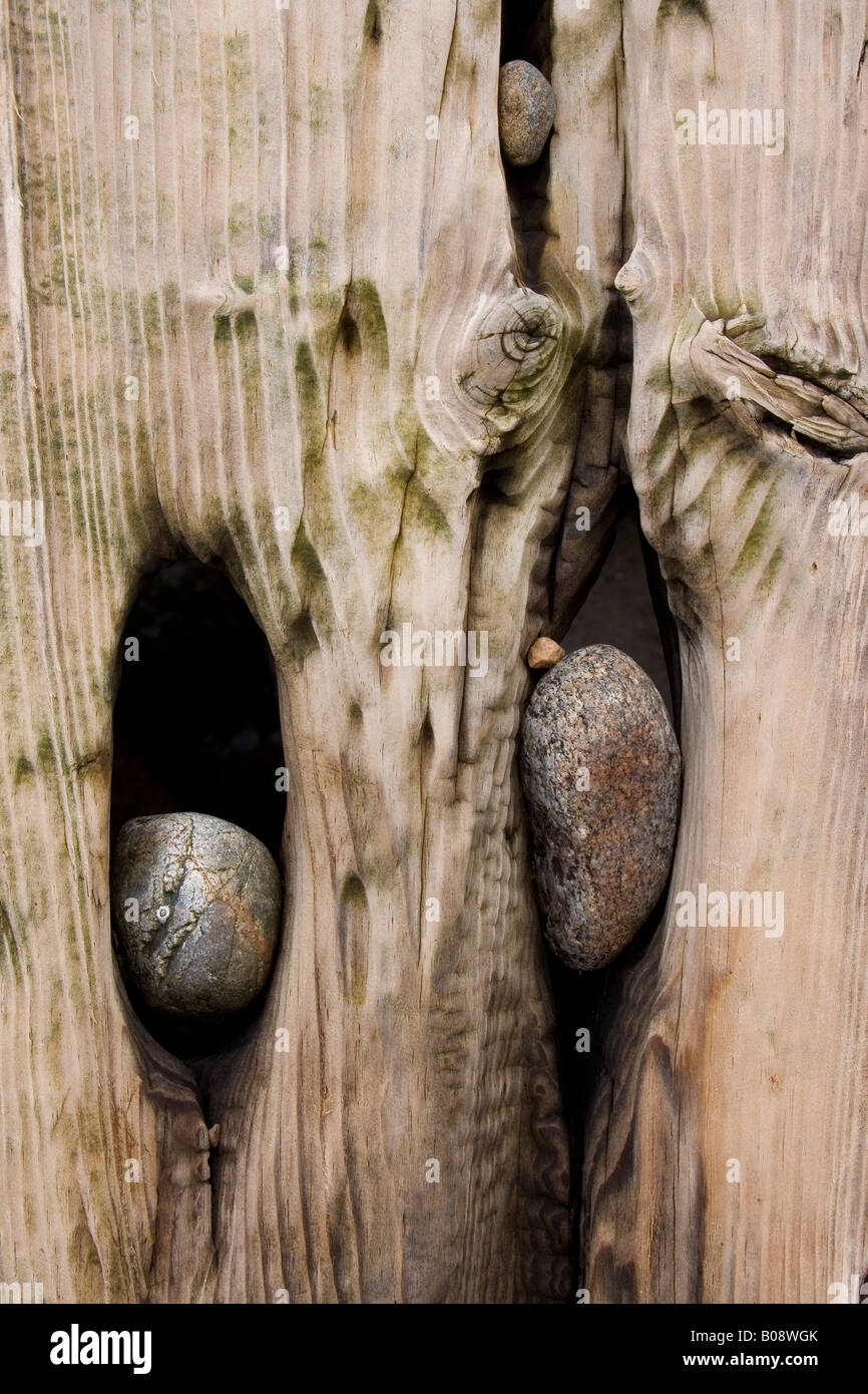 Stones wedged in holes in driftwood Stock Photo - Alamy