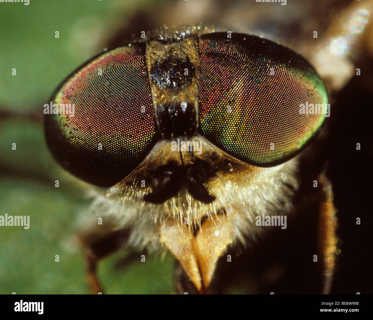 Notch-horned Cleg or Horse Fly (Haematopota pluvialis), compound eye ...