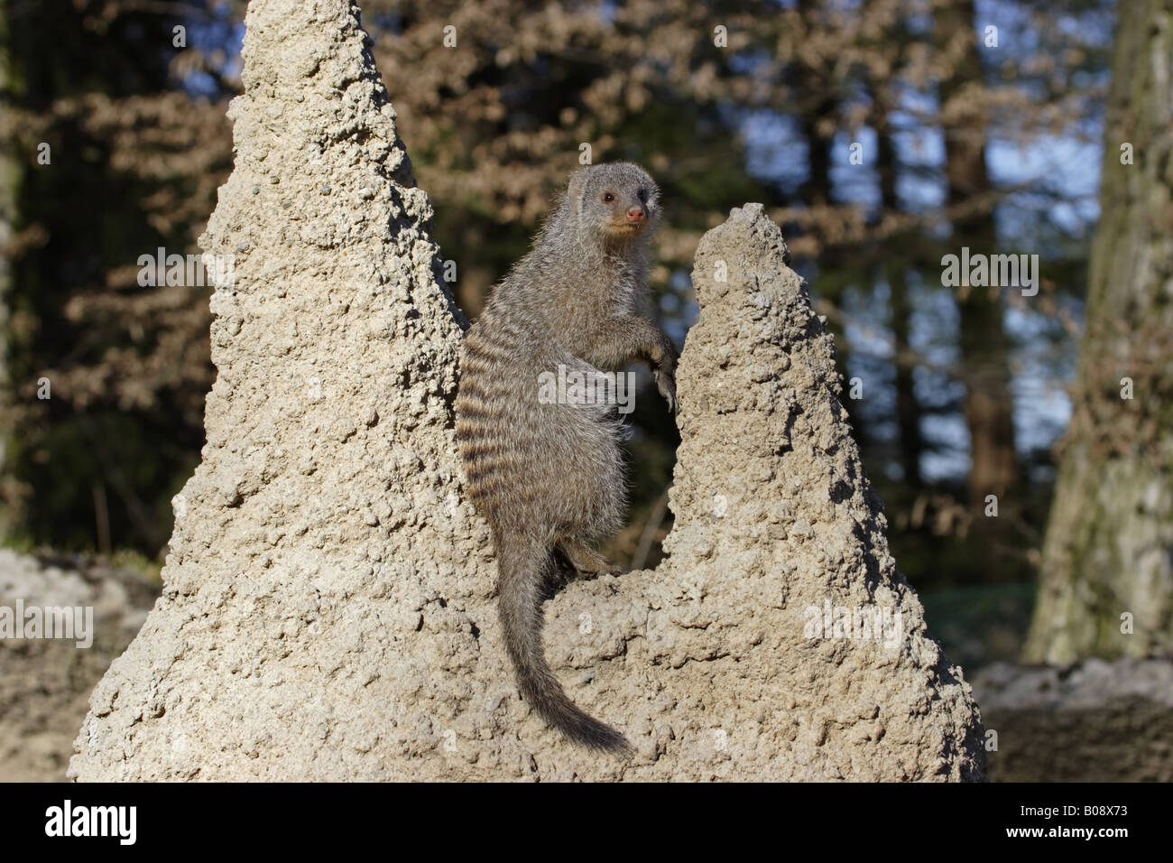 Zebramanguste manguste mungo mungos Stock Photo - Alamy