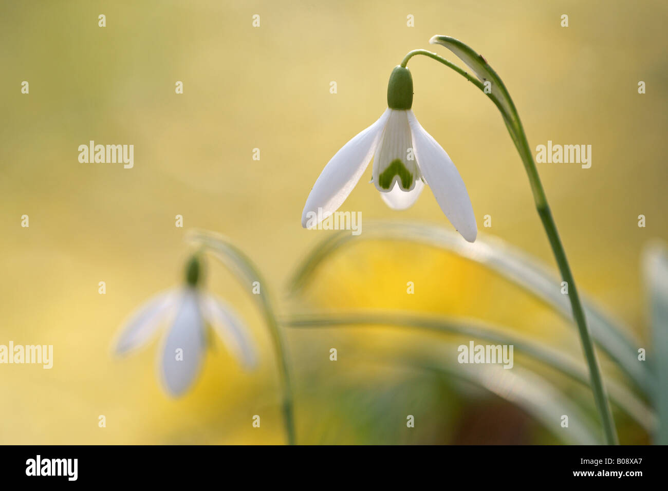 Snowdrop (Galanthus nivalis Stock Photo - Alamy