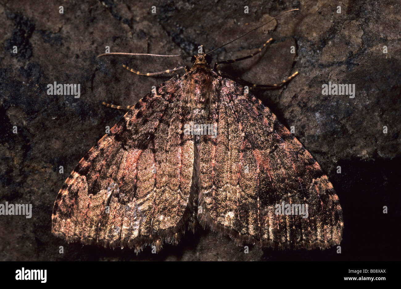 Hibernating insects hi-res stock photography and images - Alamy