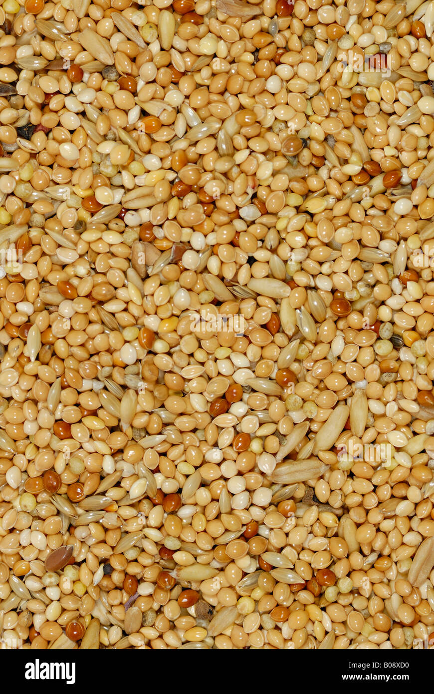 Mixed seeds, animal feed Stock Photo - Alamy