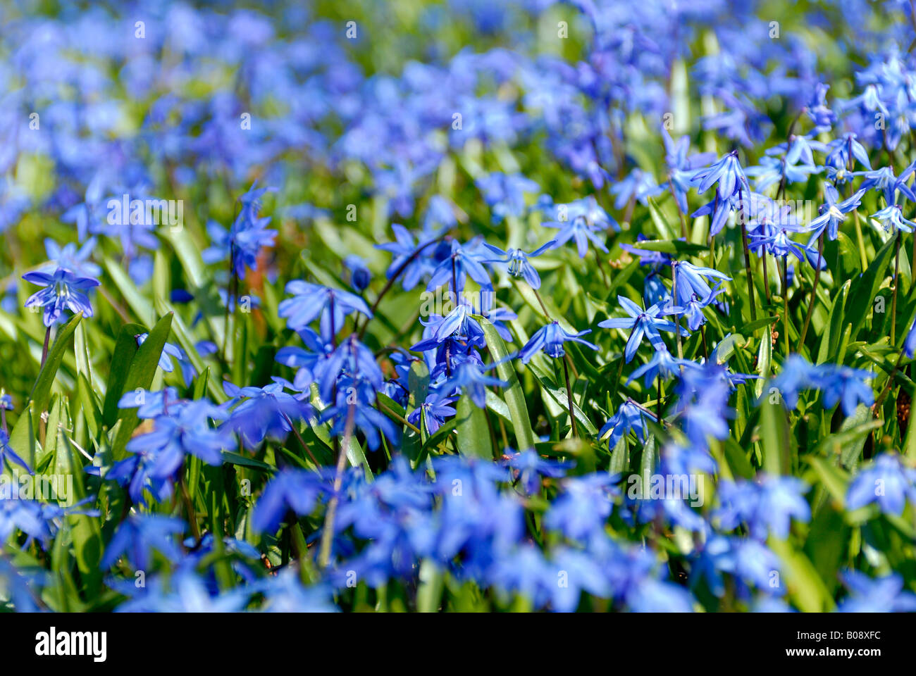 Wood squill hi-res stock photography and images - Alamy