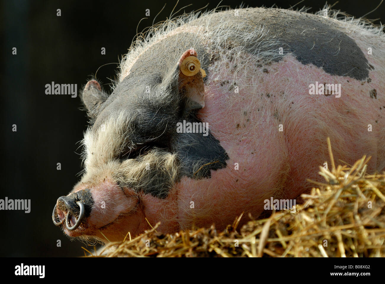 Side view of a pig hi-res stock photography and images - Alamy