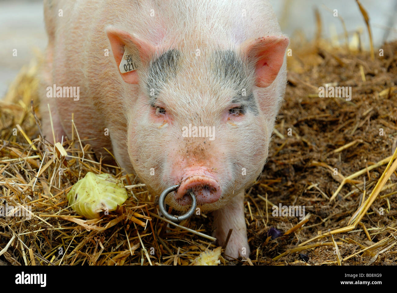Young pot-bellied pig Stock Photo - Alamy