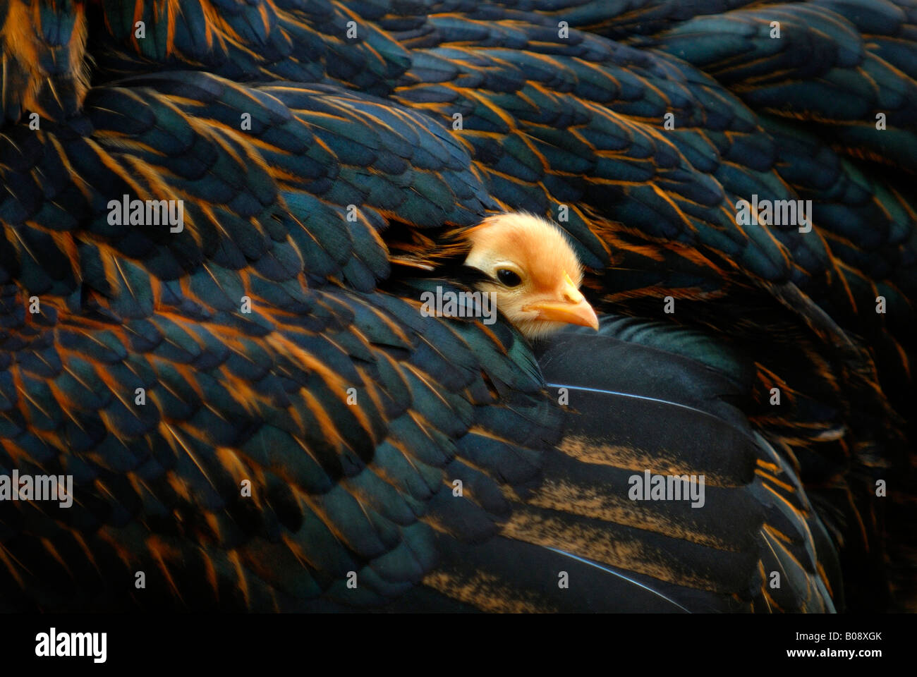Chick peaking out from its mother's feathers Stock Photo - Alamy