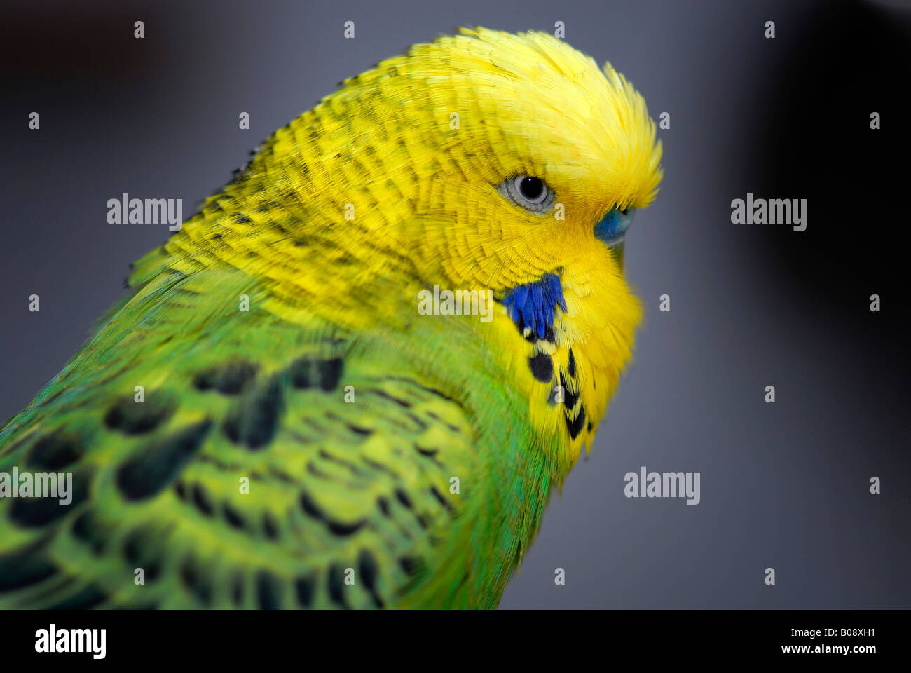 Portrait of a green budgie, budgerigar (Melopsittacus undulatus Stock ...