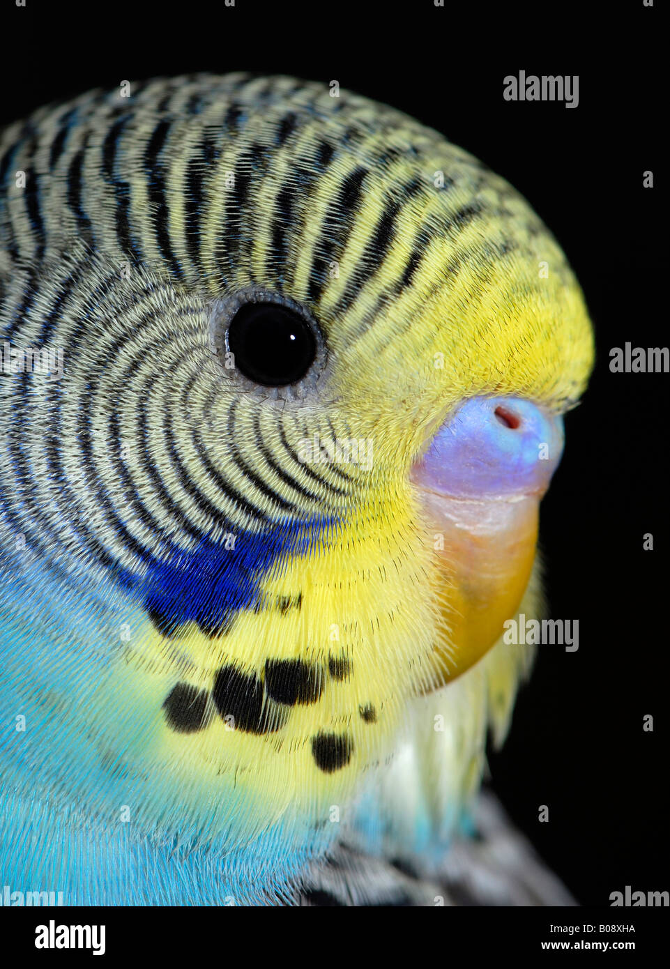 Budgerigar hi-res stock photography and images - Alamy