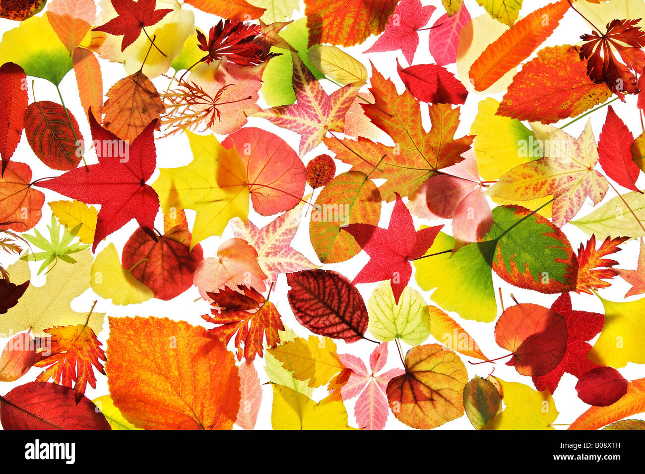Different kinds of plant leaves hi-res stock photography and images - Alamy