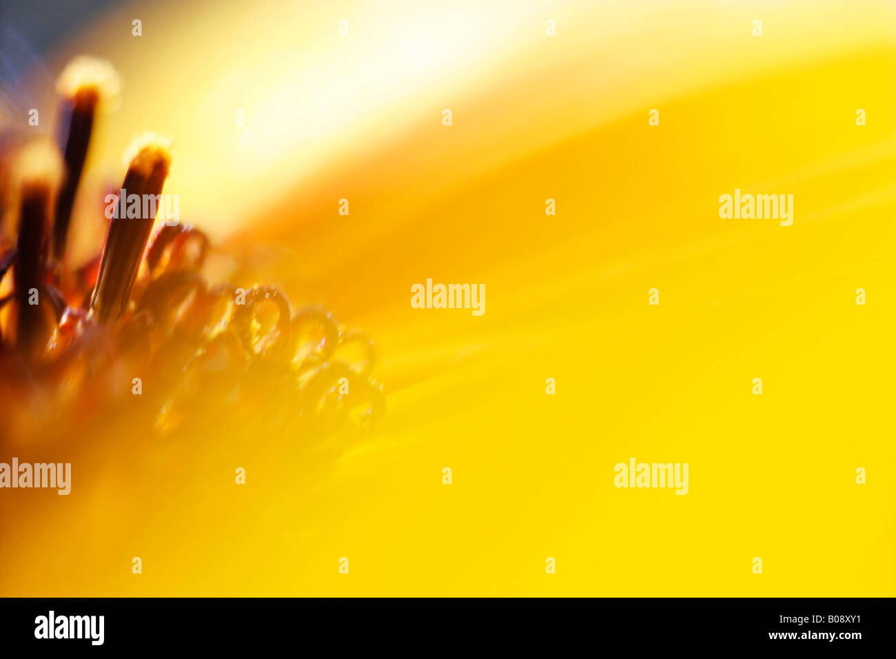 Floret stigma and pistils on the edge of yellow glowing petals of a ...