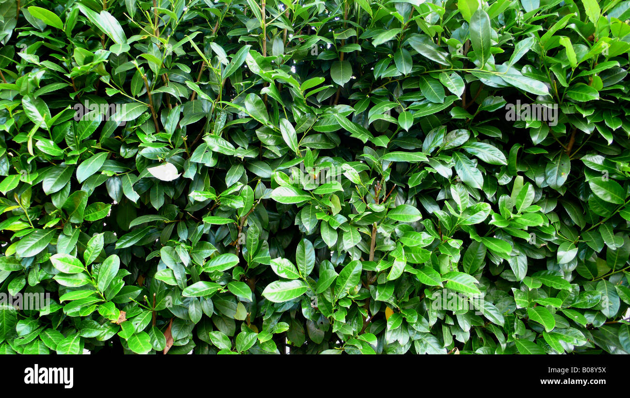 cherry-laurel (Prunus laurocerasus), hedge Stock Photo - Alamy