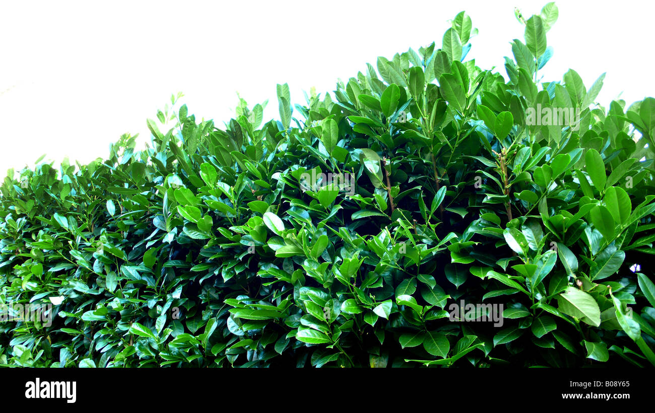 Laurel Edge High Resolution Stock Photography and Images - Alamy